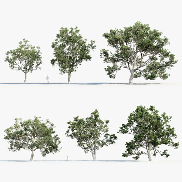 Quercus faginea Portuguese oak 3D - TurboSquid 2048907