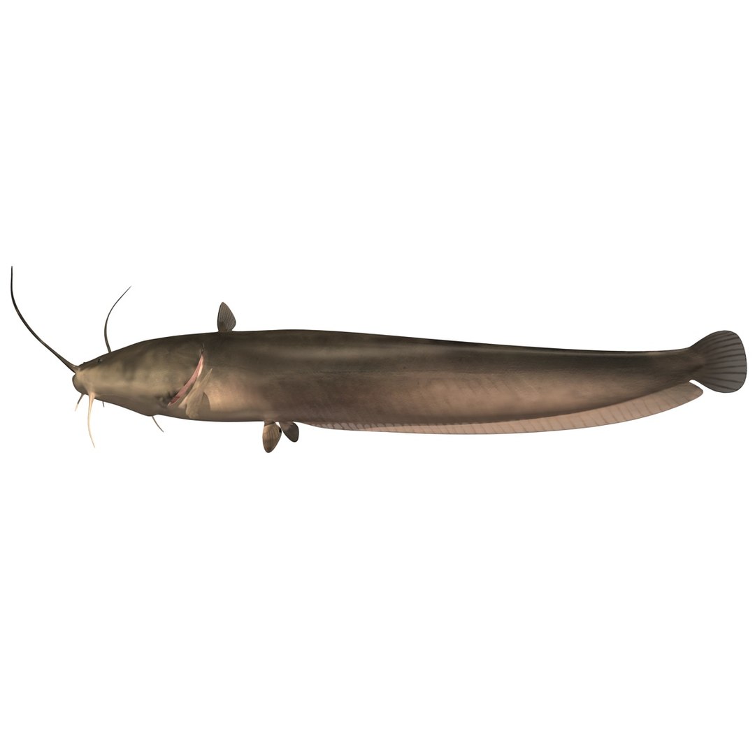 Realistic Wels Catfish 3d Model