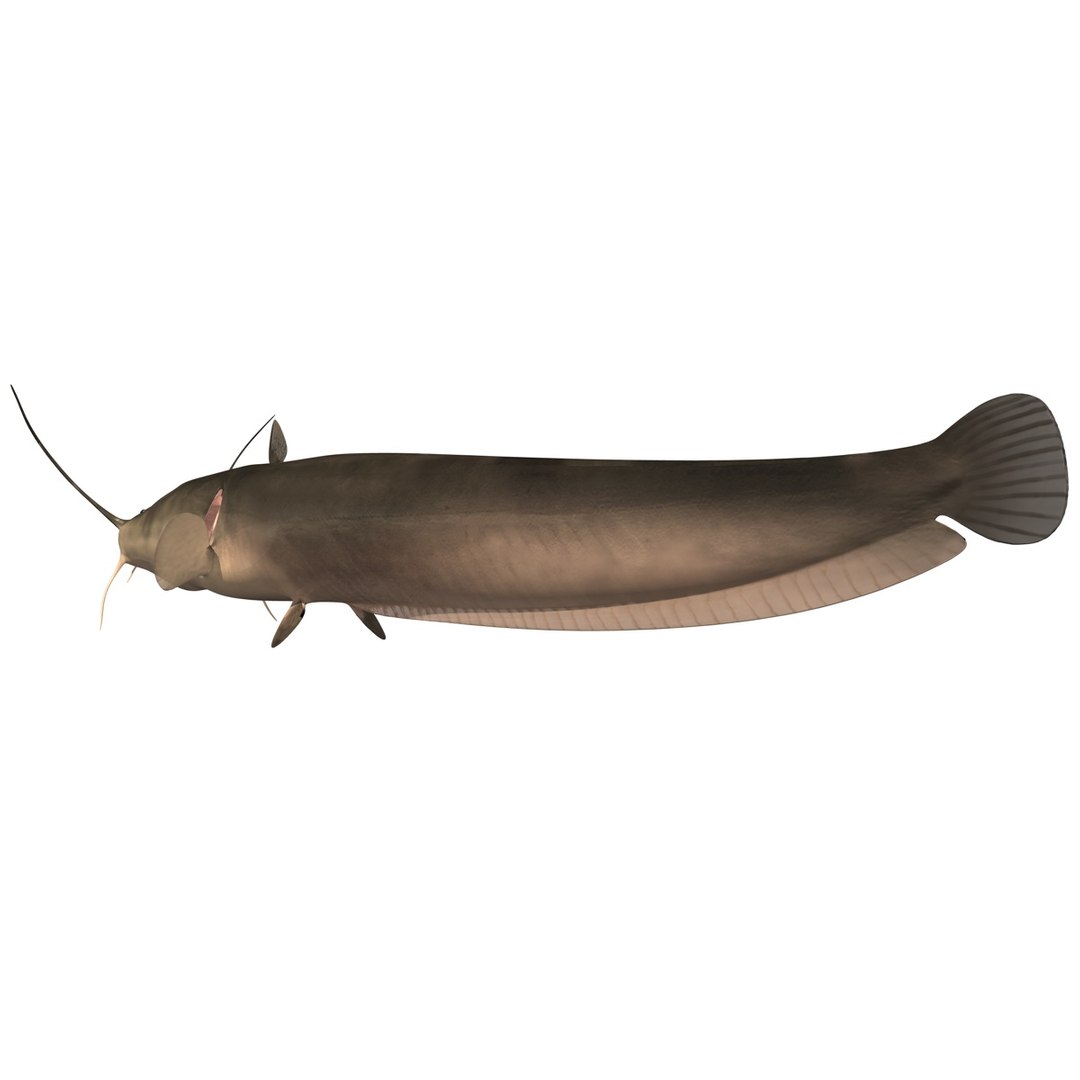 Realistic Wels Catfish 3d Model
