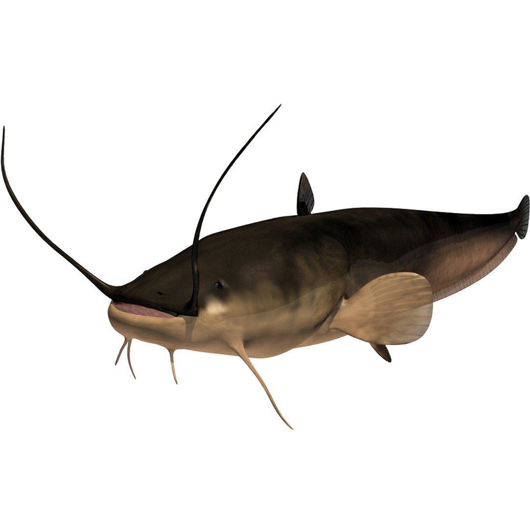 Realistic Wels Catfish 3d Model
