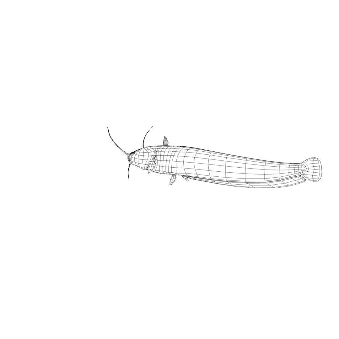 Realistic Wels Catfish 3d Model