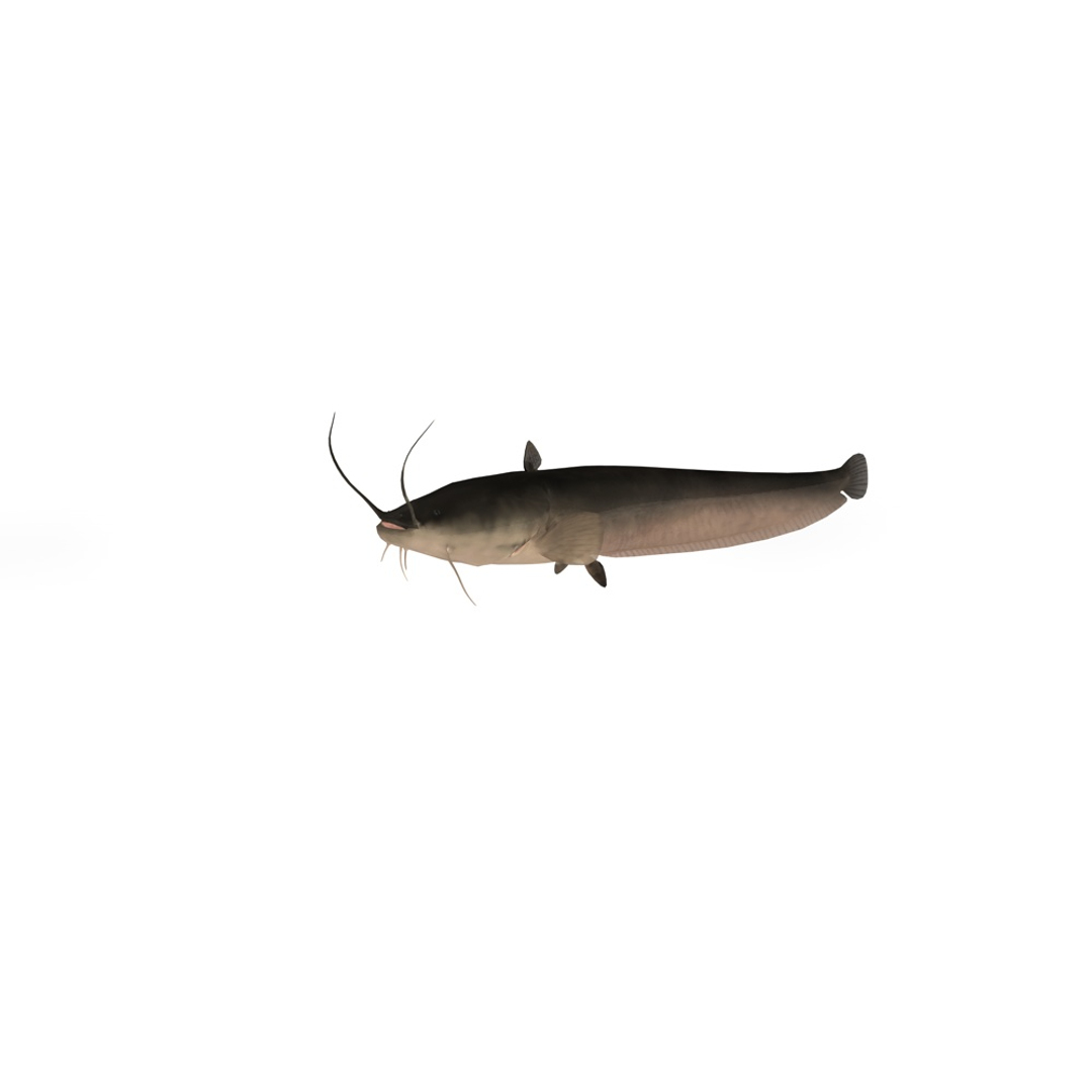 Realistic Wels Catfish 3d Model