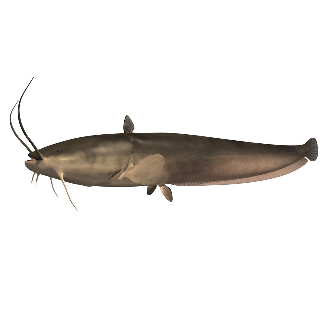 Realistic Wels Catfish 3d Model