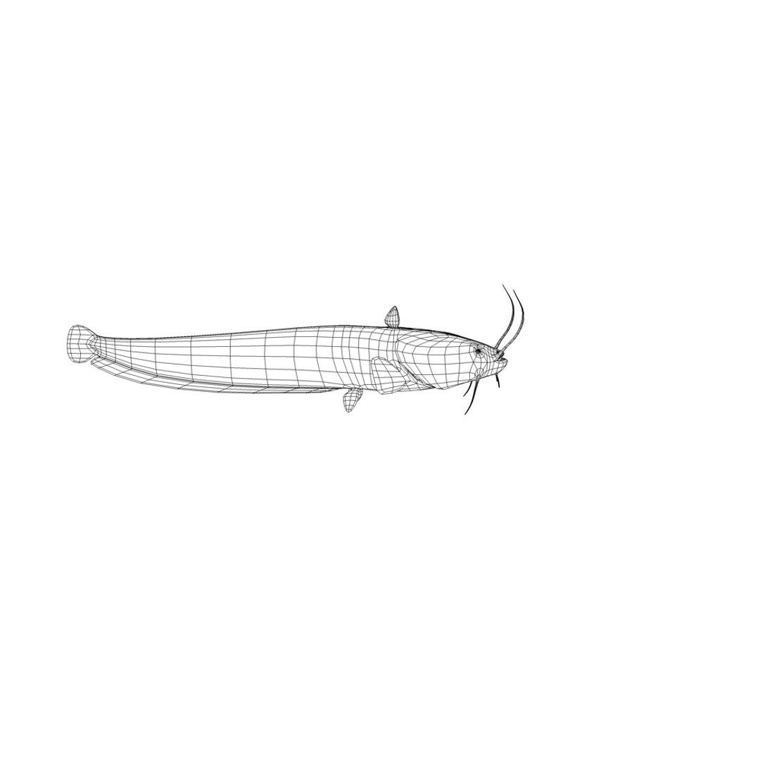 Realistic Wels Catfish 3d Model