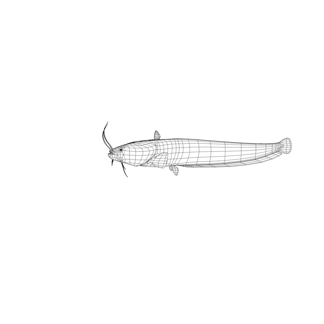 Realistic Wels Catfish 3d Model