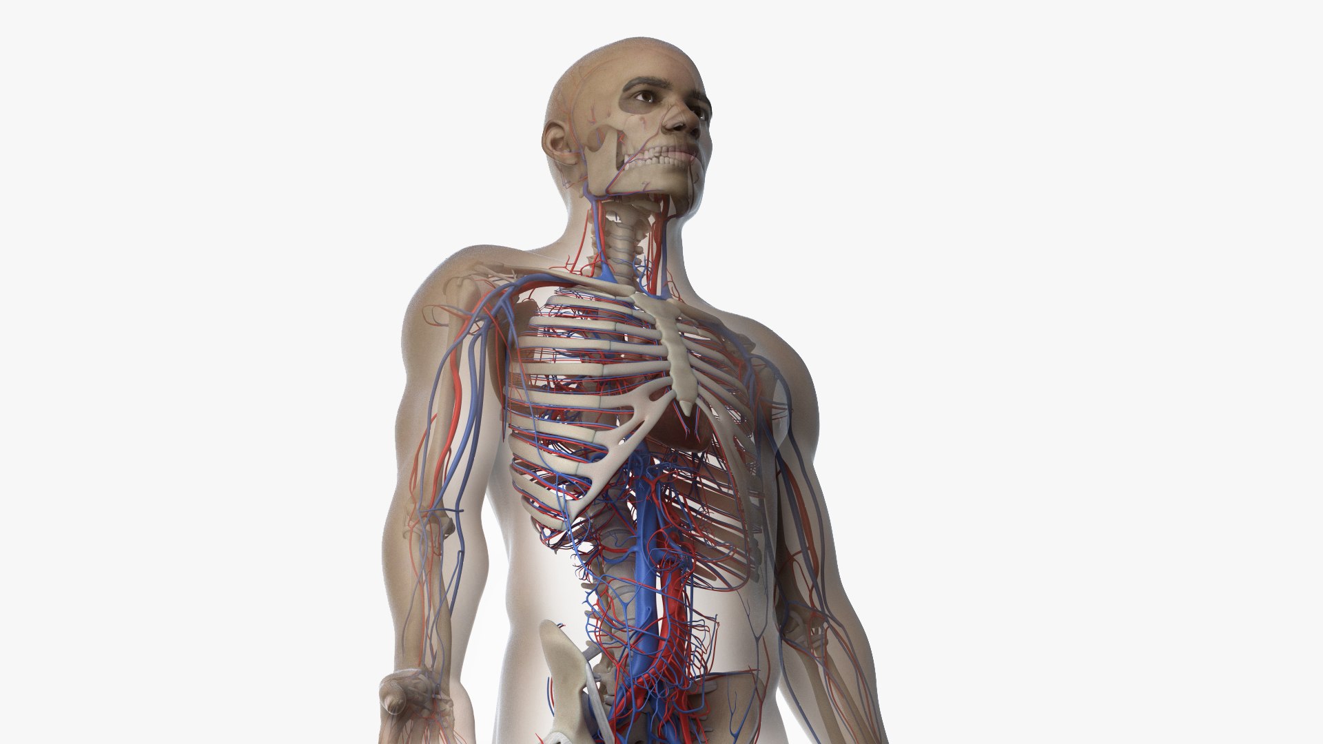 3D Skin African Male Skeleton - TurboSquid 1455988