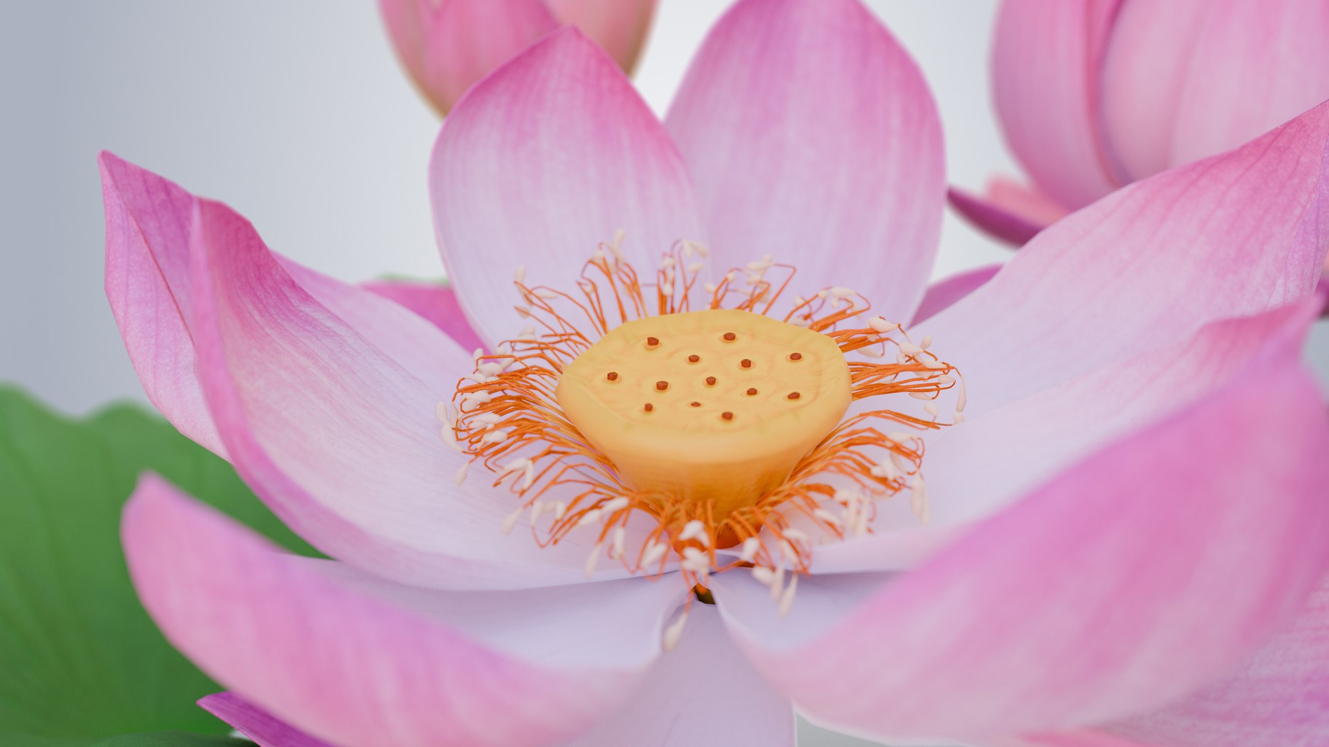 Realistic Lotus Flower And Buds 3D Model - TurboSquid 2358591