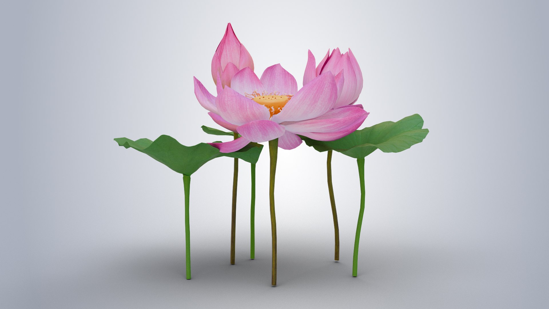 Realistic Lotus Flower And Buds 3D Model - TurboSquid 2358591