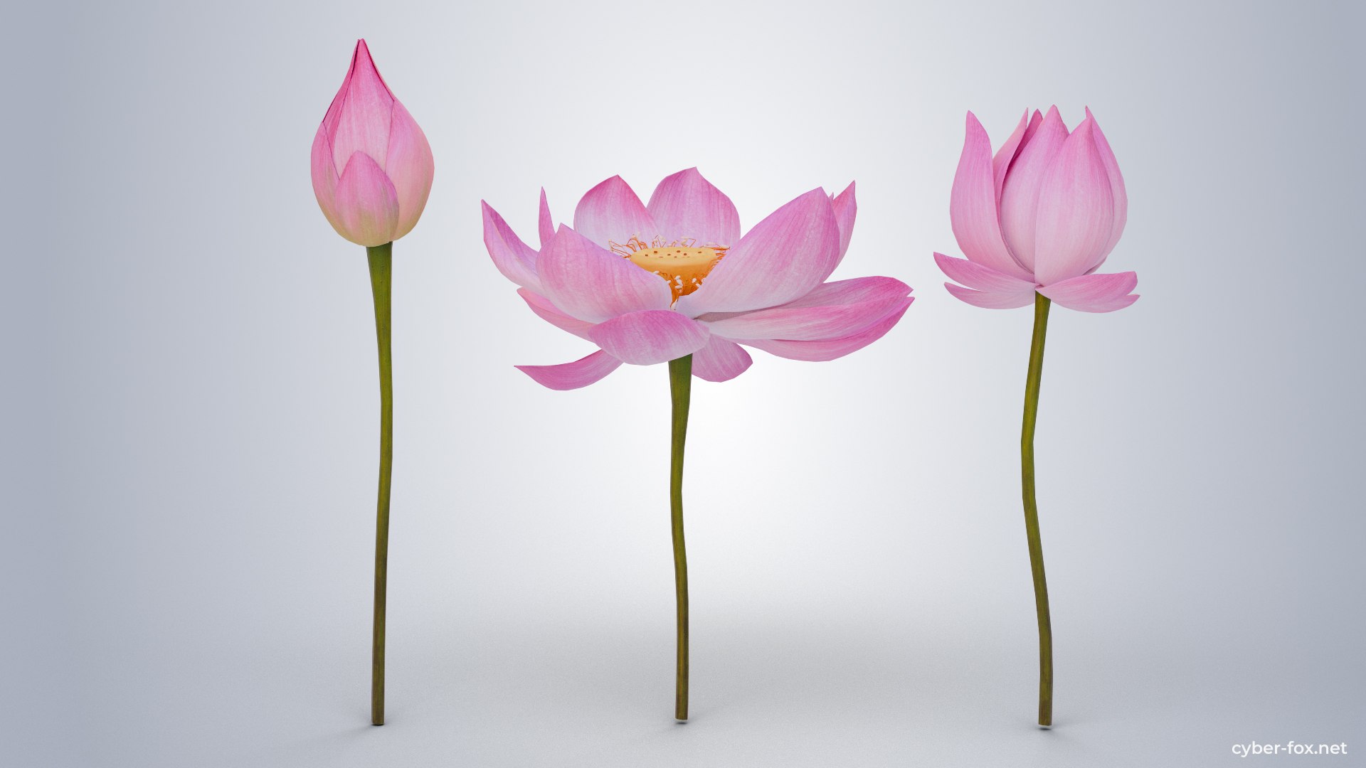 Realistic Lotus Flower And Buds 3D Model - TurboSquid 2358591