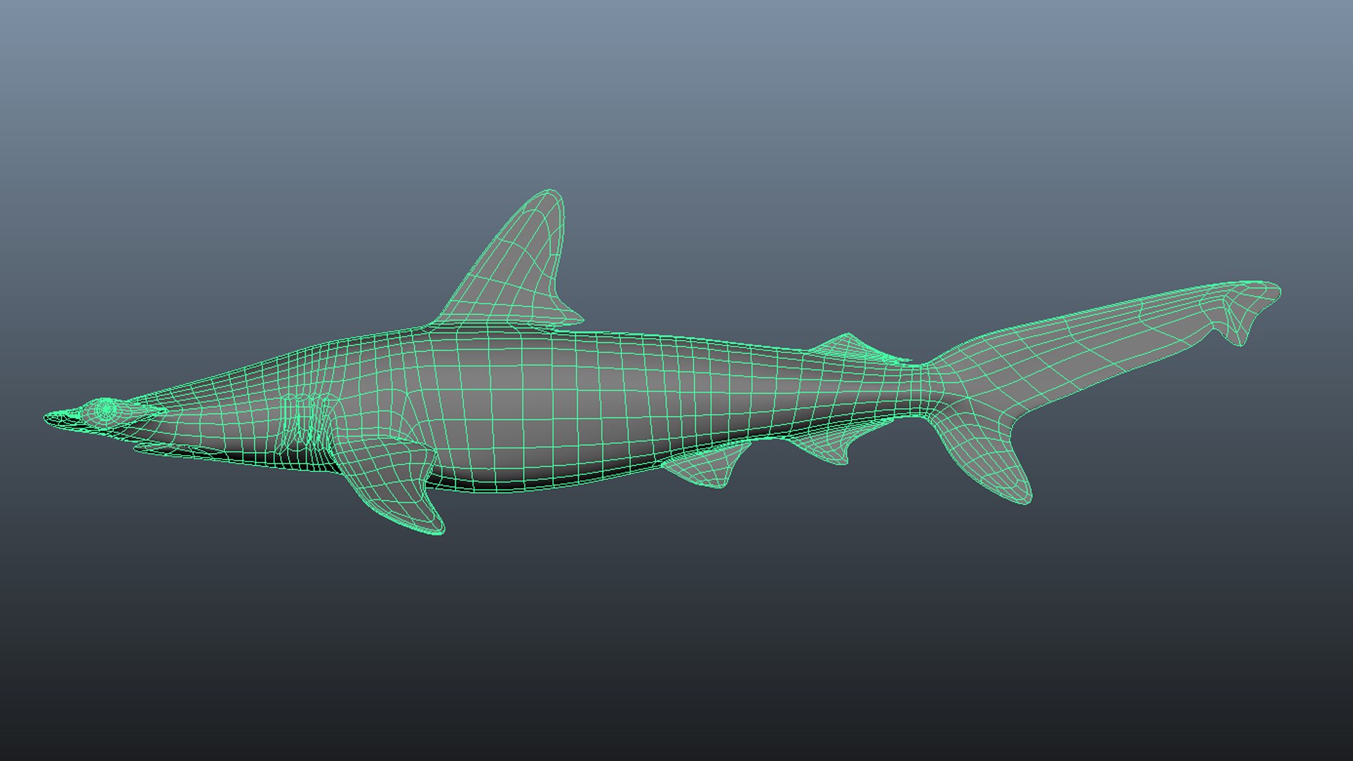 Hammerhead Shark 3D Model - TurboSquid 1772018