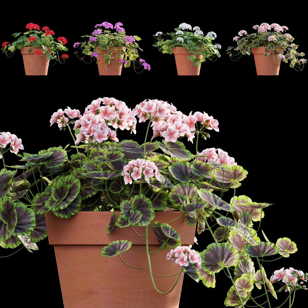 Pelargonium - Geranium 02 3D model - TurboSquid 2126617
