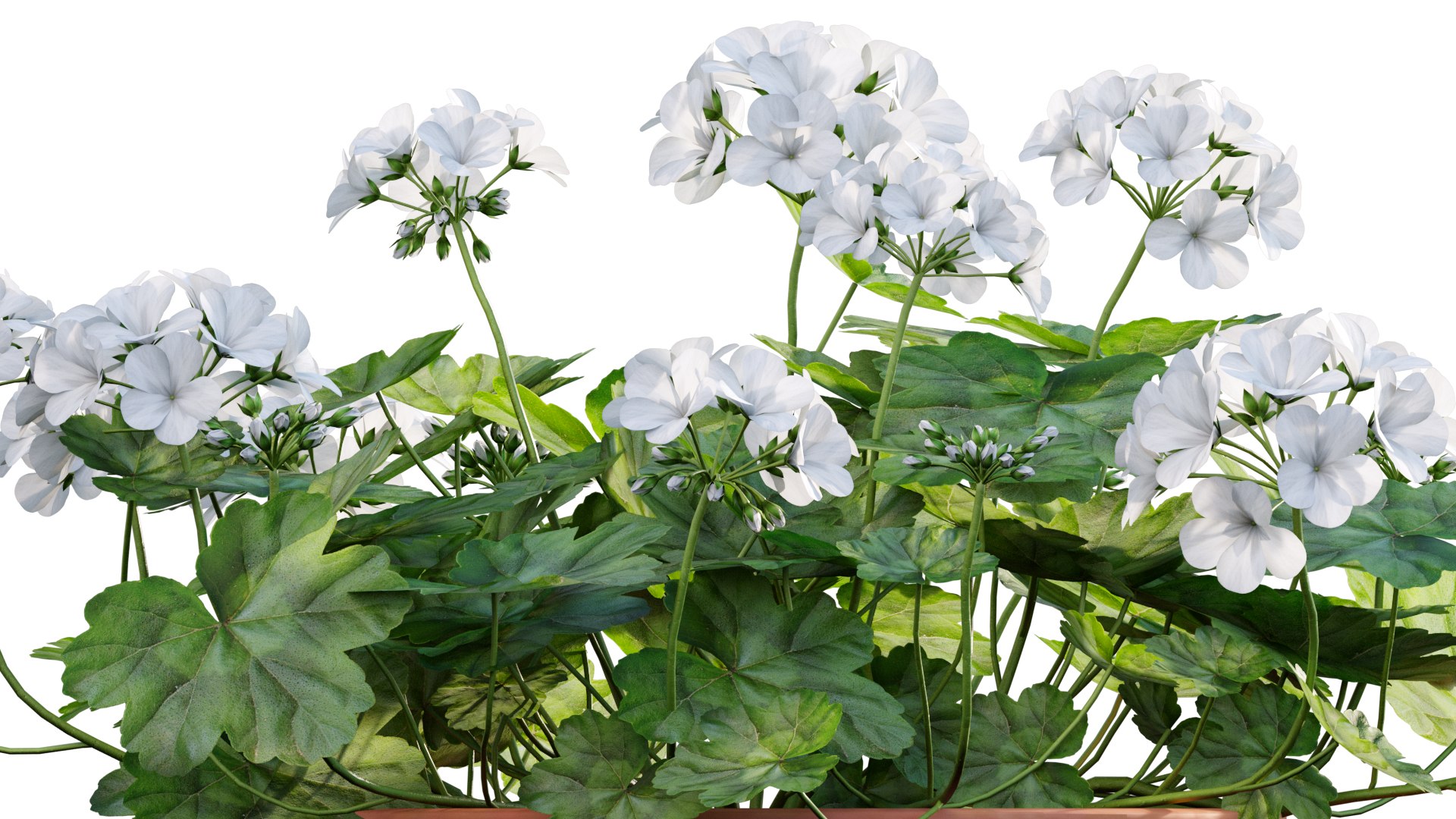 Pelargonium - Geranium 02 3D model - TurboSquid 2126617