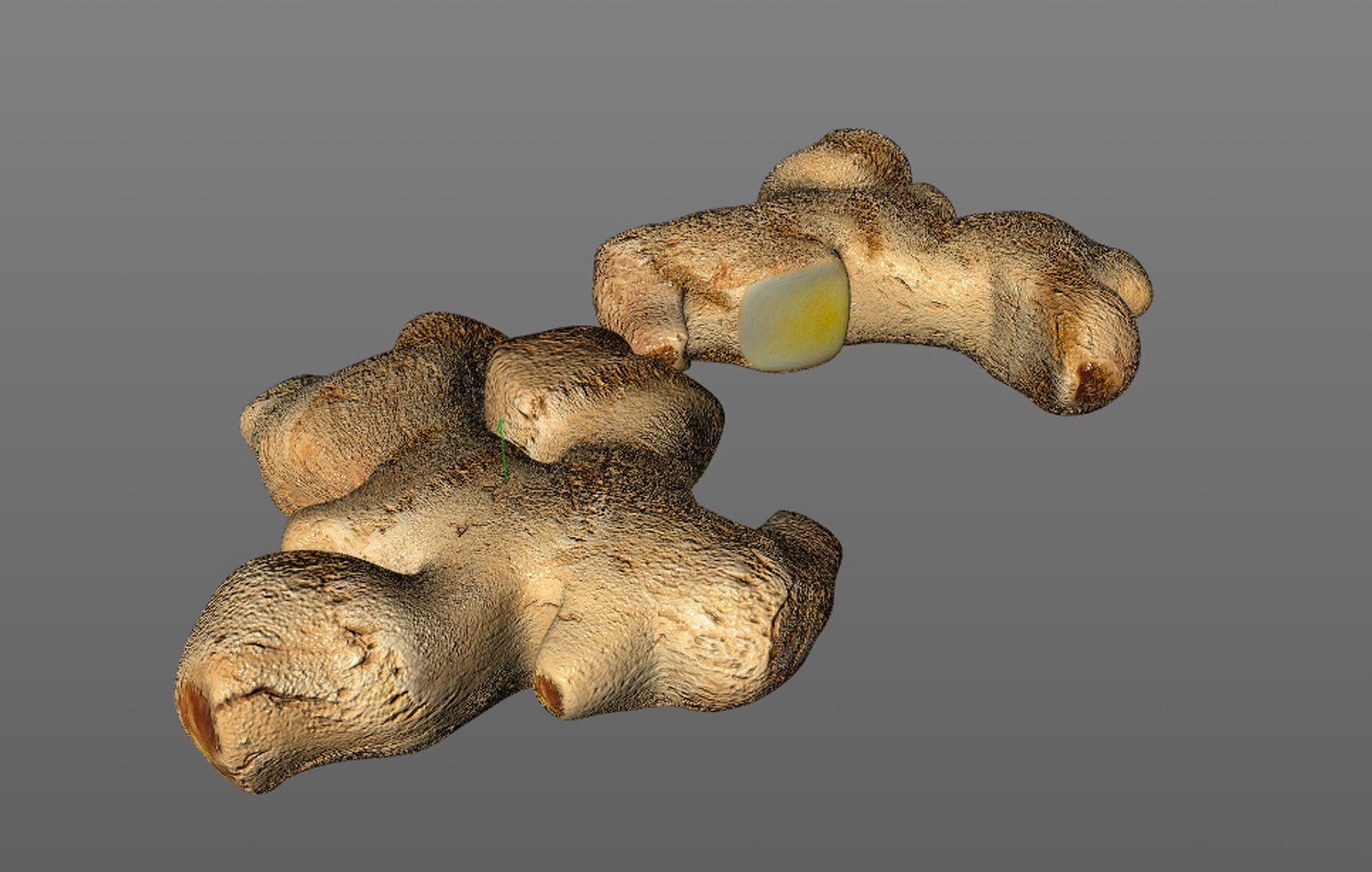 3D Ginger Model - TurboSquid 1544532