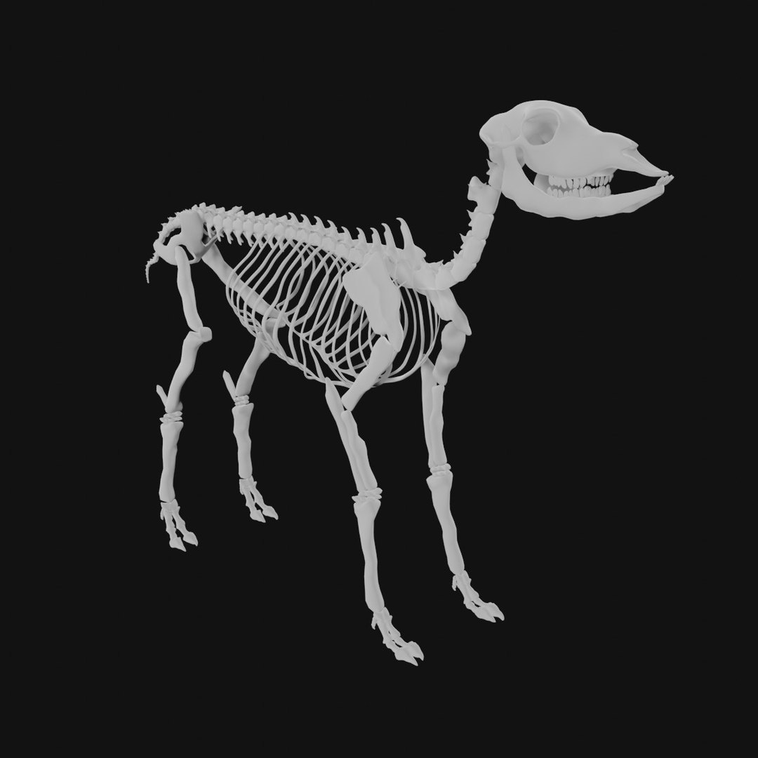 Doe Skeleton Model - TurboSquid 1986096