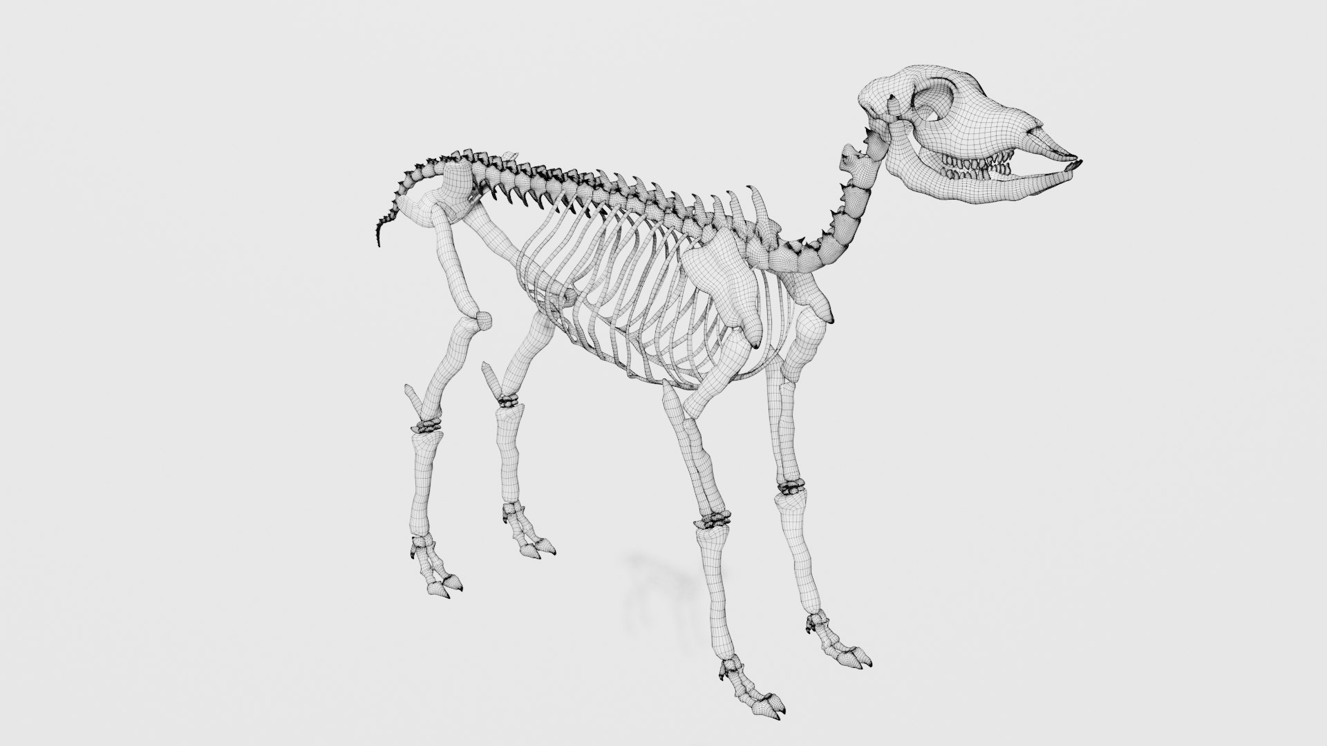 Doe Skeleton Model - TurboSquid 1986096