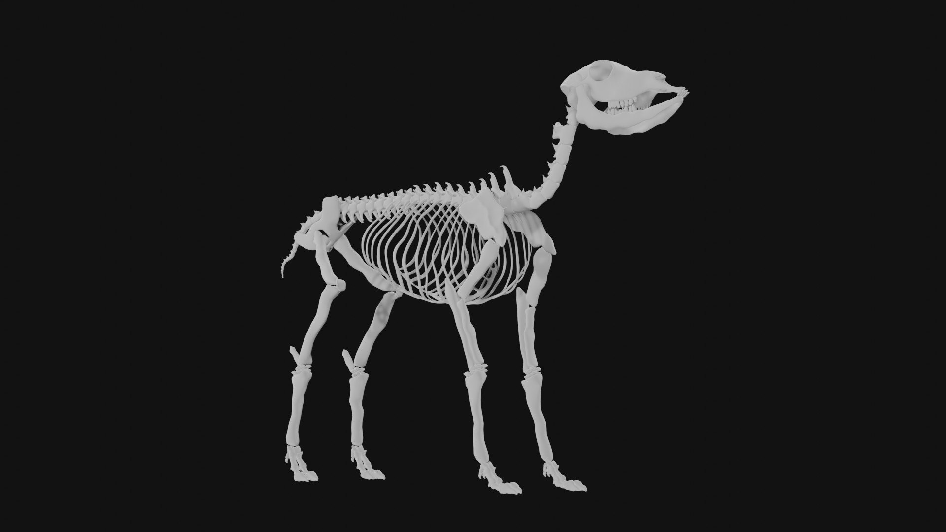 Doe Skeleton Model - TurboSquid 1986096