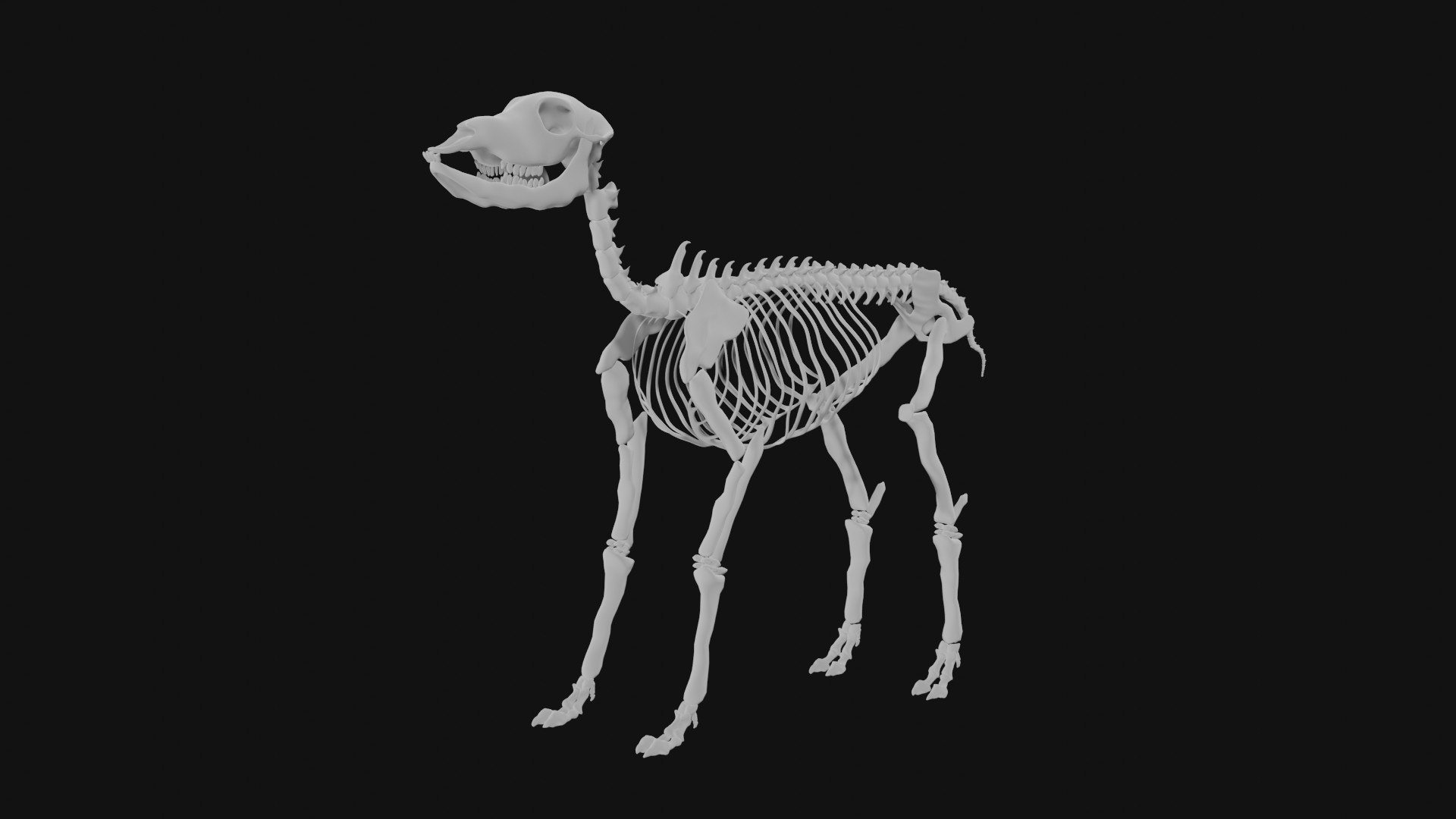 Doe Skeleton Model - TurboSquid 1986096