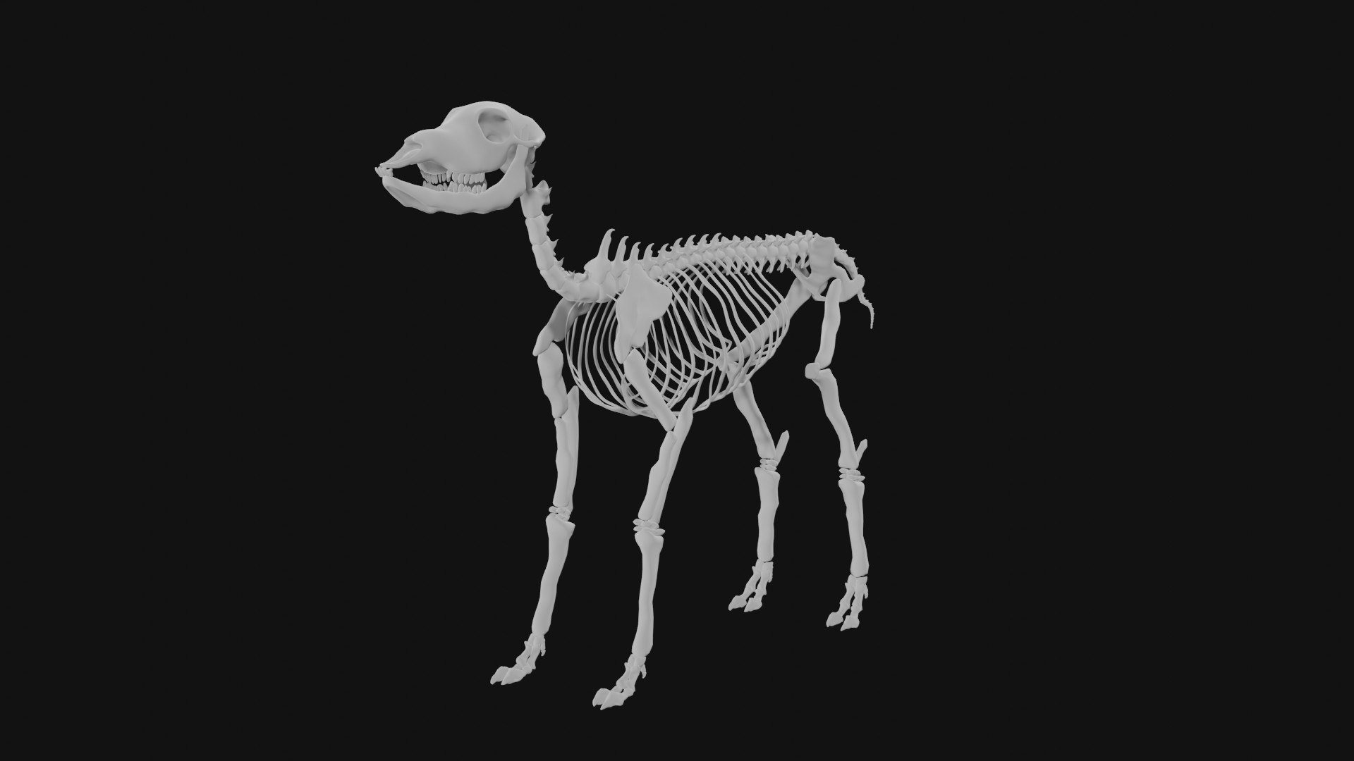 Doe Skeleton Model - TurboSquid 1986096