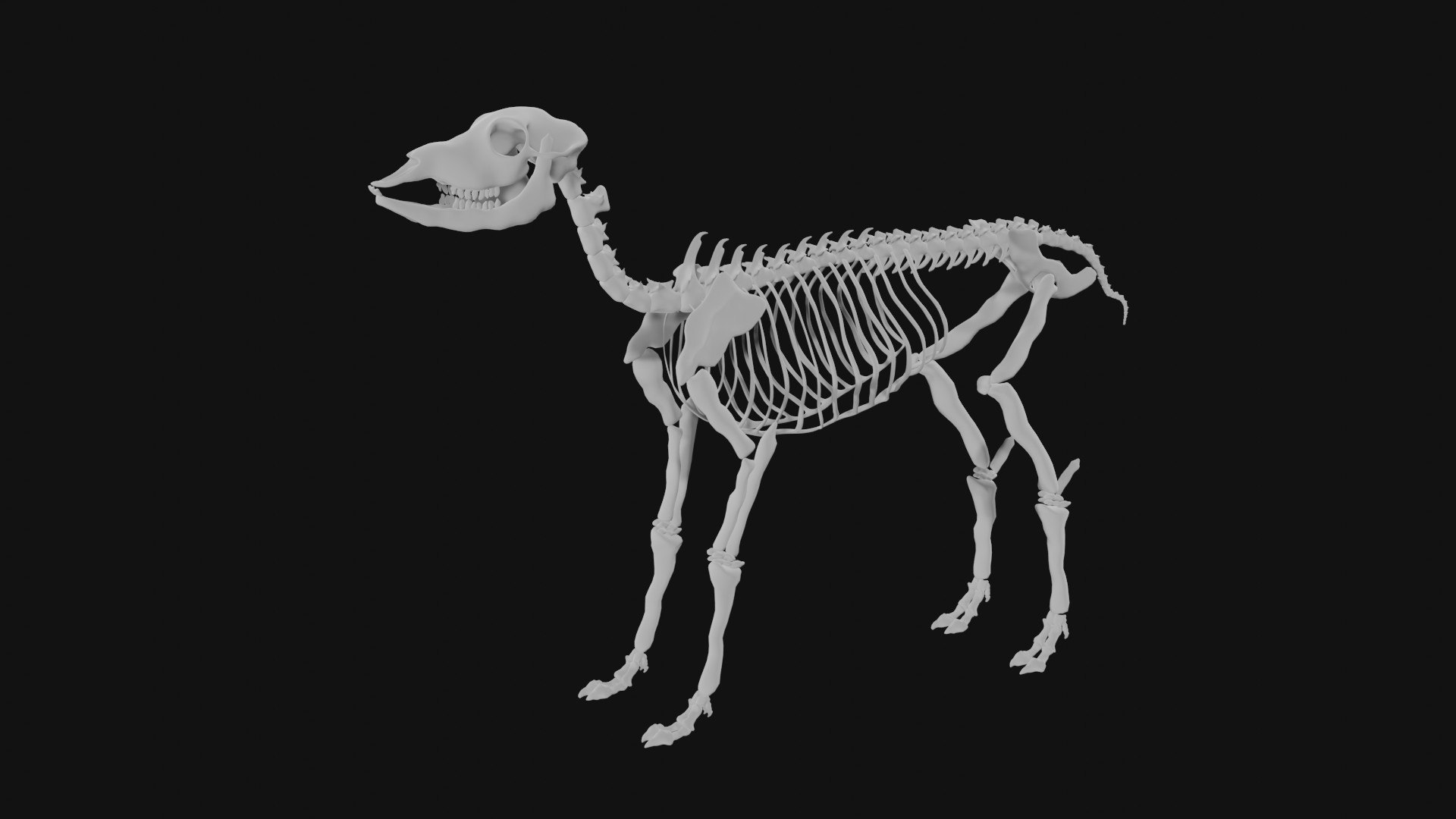 Doe Skeleton Model - TurboSquid 1986096