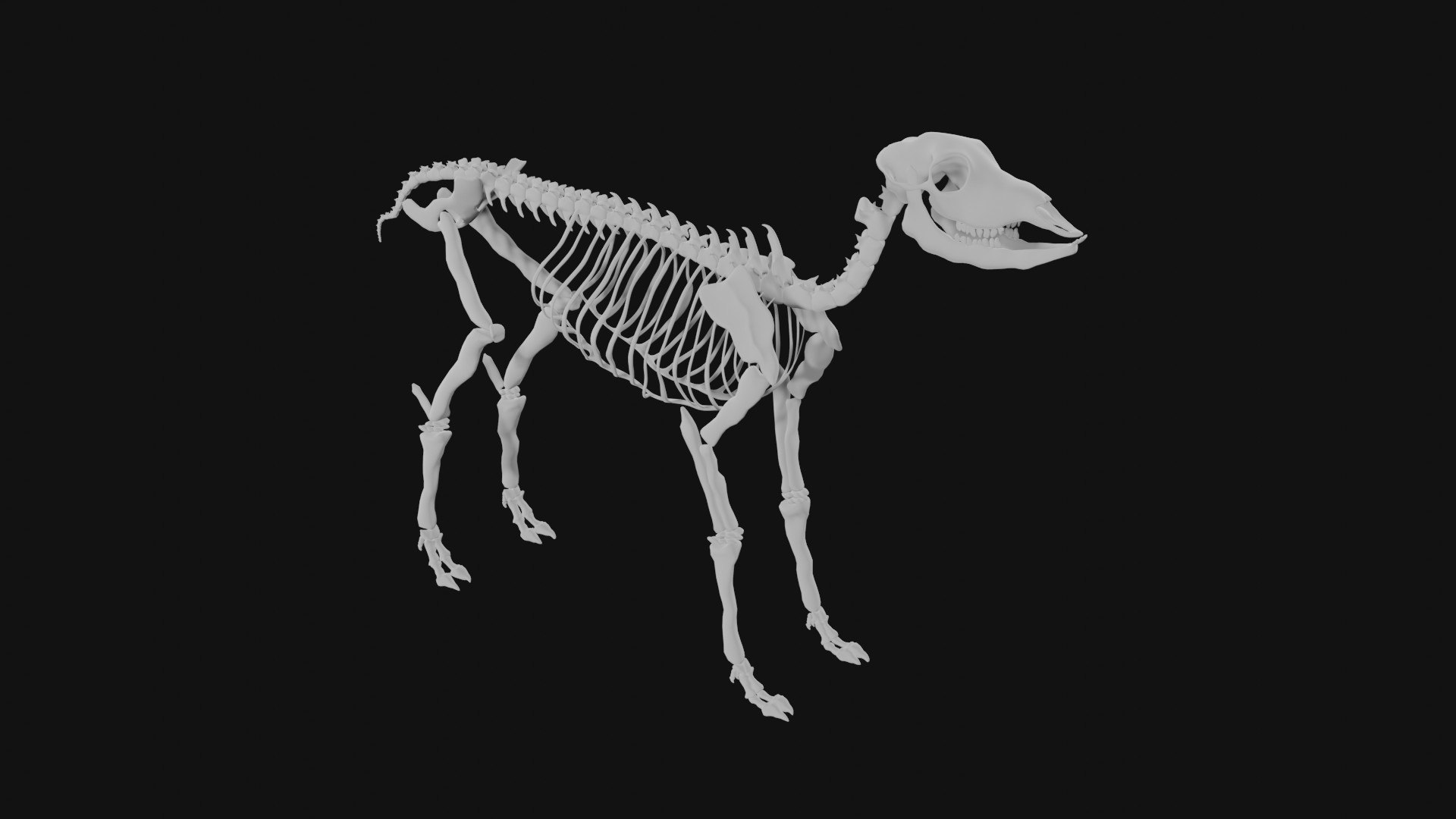 Doe Skeleton Model - TurboSquid 1986096