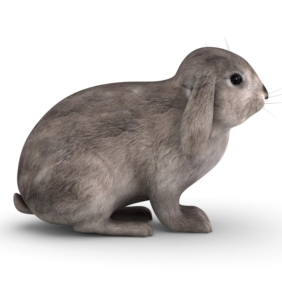 3d Rabbit Grey