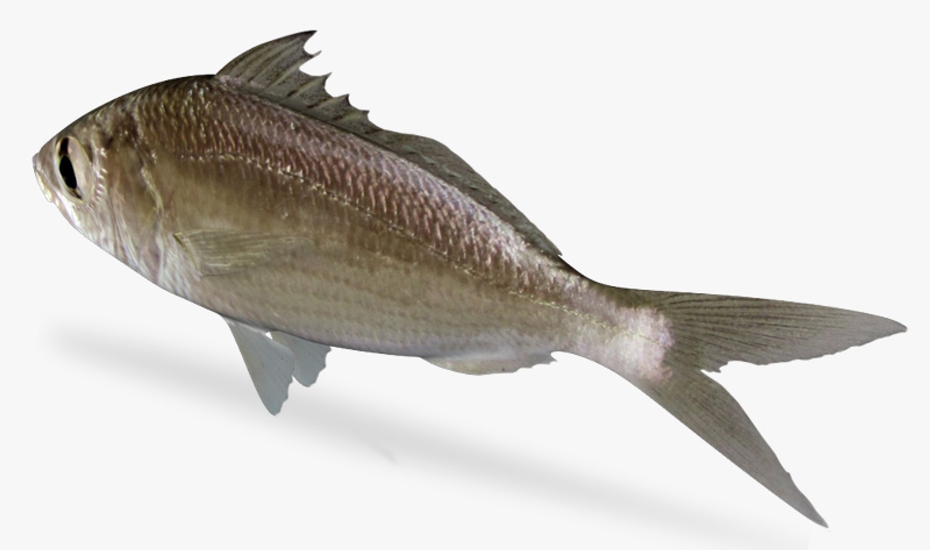 fbx slender mojarra