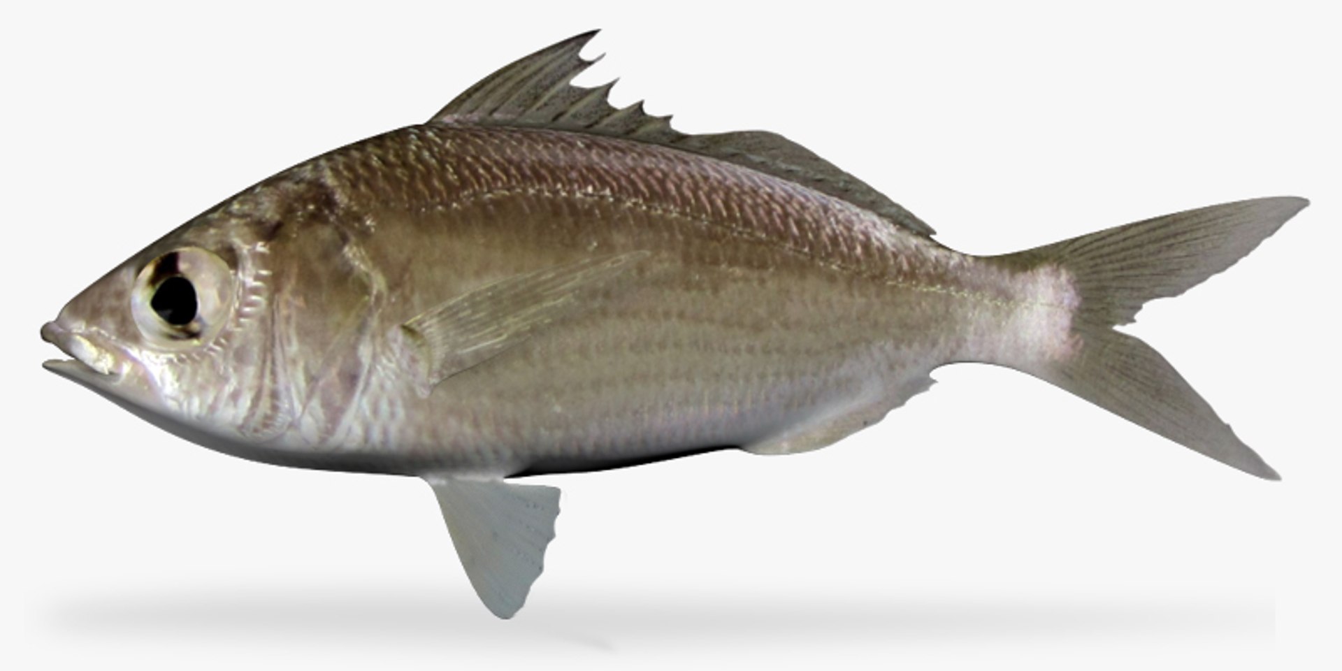 fbx slender mojarra