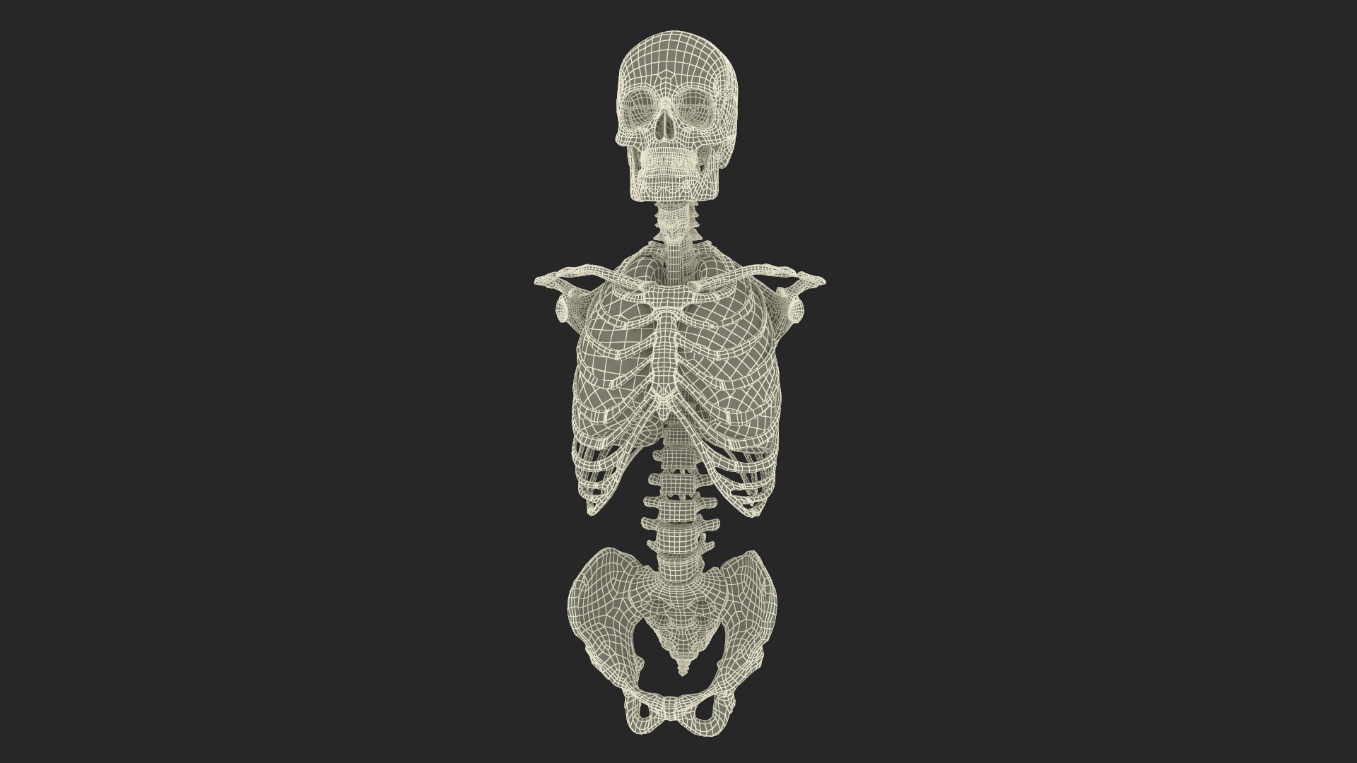 Skeleton Thorax Anatomy Model - TurboSquid 2388766