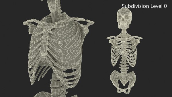骨格胸部の解剖学3Dモデル - TurboSquid 2388766