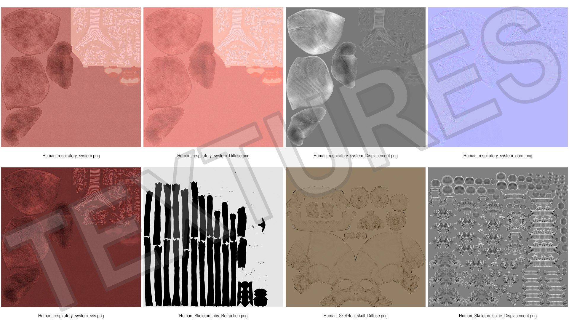 Skeleton Thorax Anatomy Model - TurboSquid 2388766