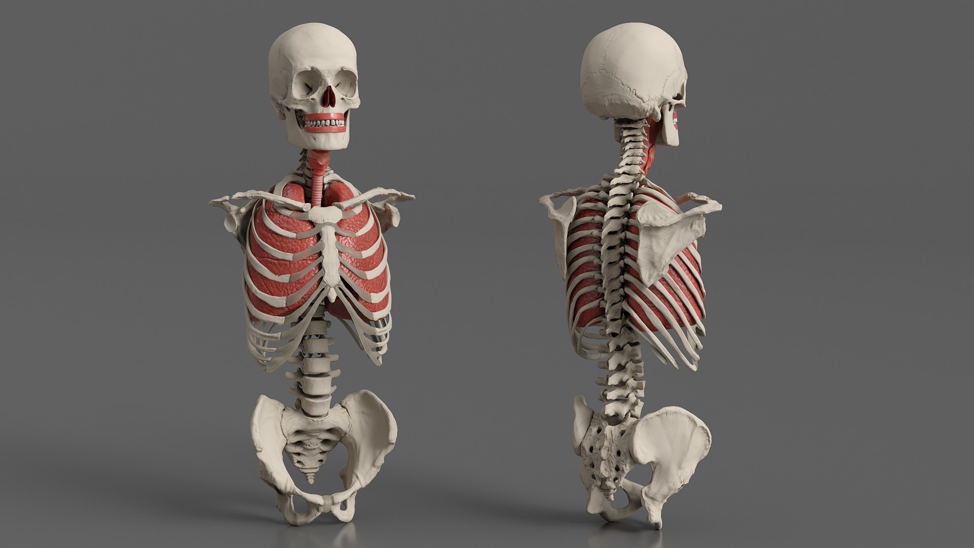Skeleton Thorax Anatomy Model - TurboSquid 2388766