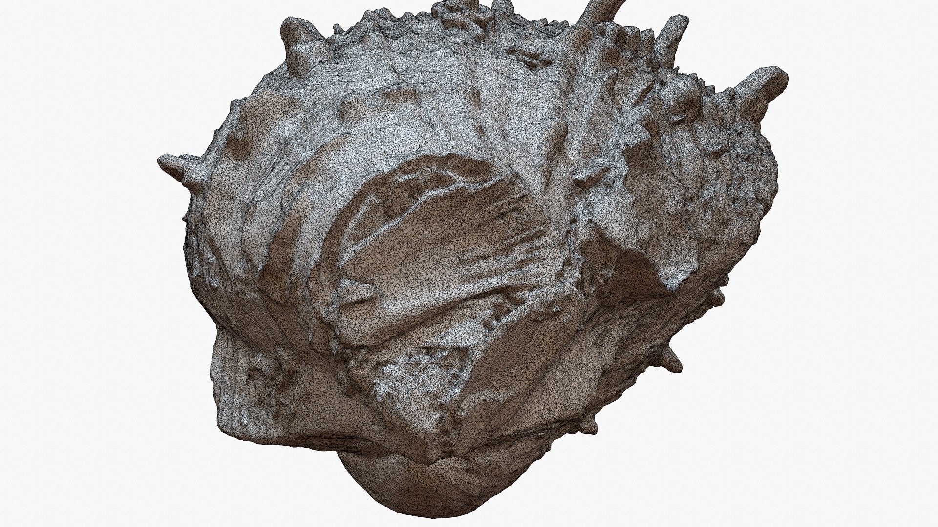 Sea Shell 21 Raw 3D - TurboSquid 1189505