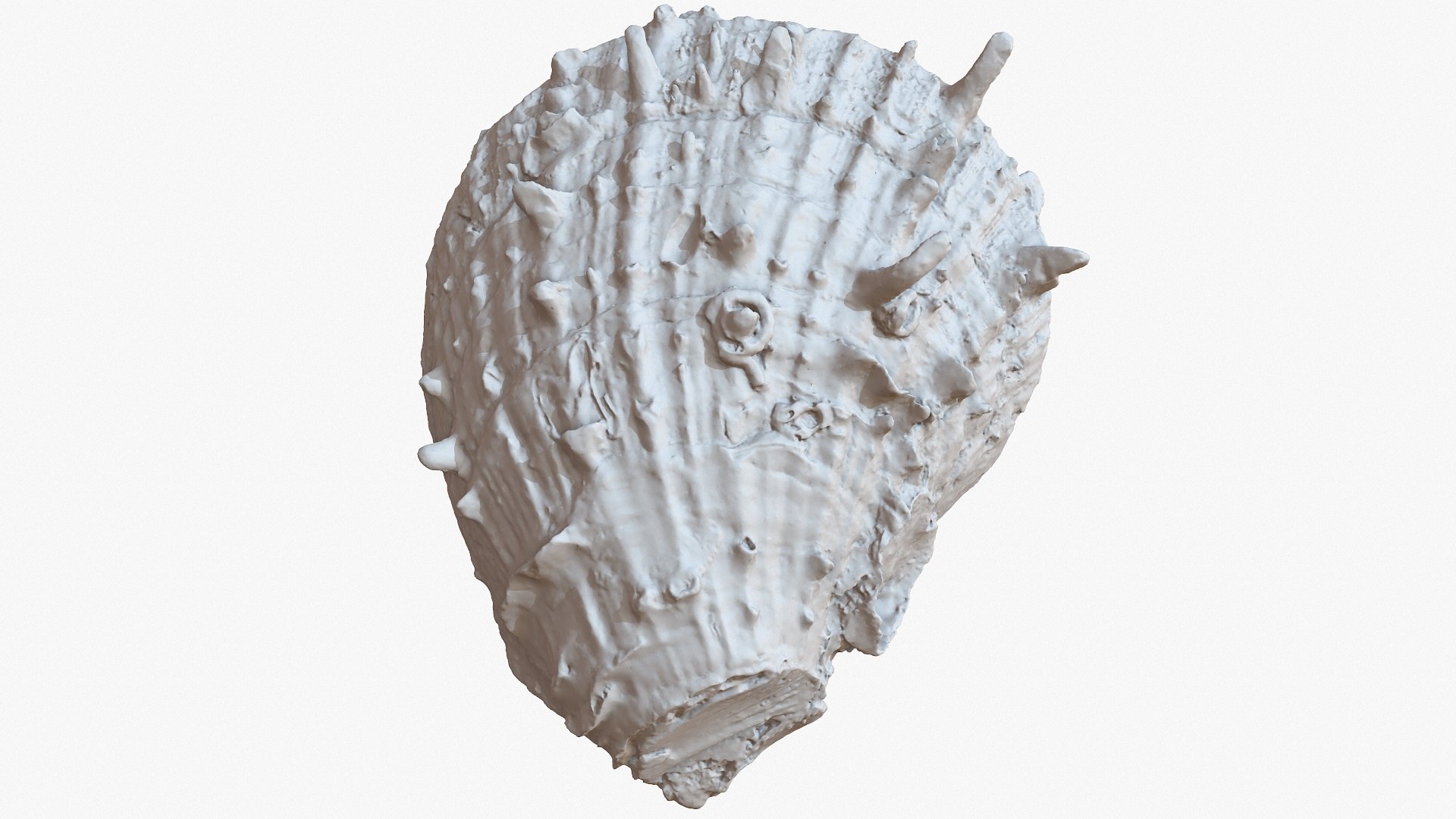 Sea Shell 21 Raw 3D - TurboSquid 1189505