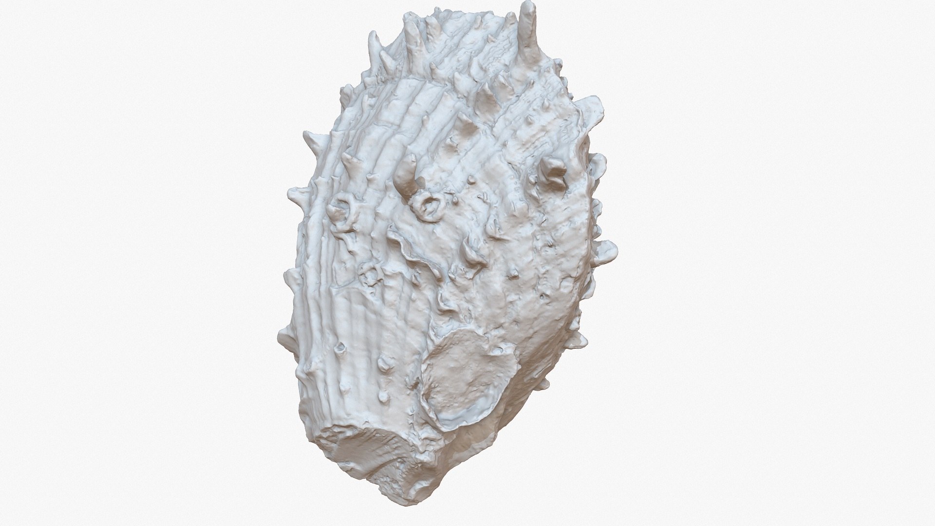 Sea Shell 21 Raw 3D - TurboSquid 1189505