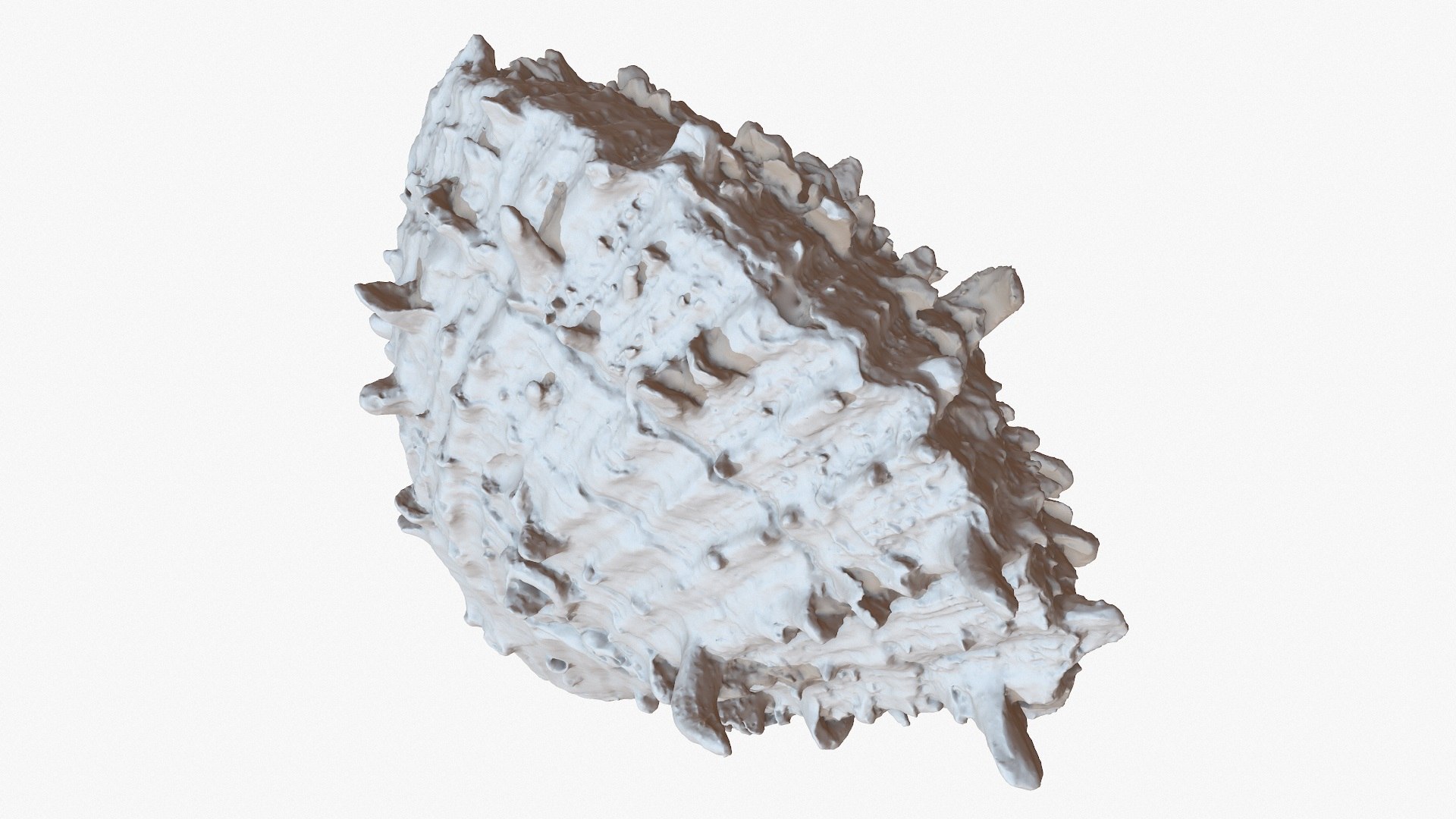 Sea Shell 21 Raw 3D - TurboSquid 1189505