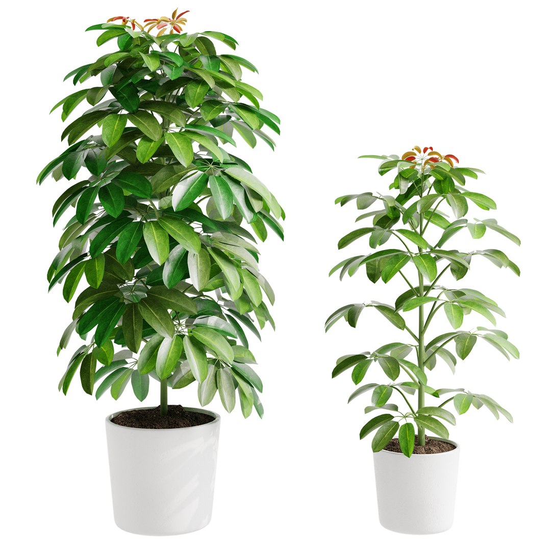 Schefflera Arboricola 3D model - TurboSquid 1981272