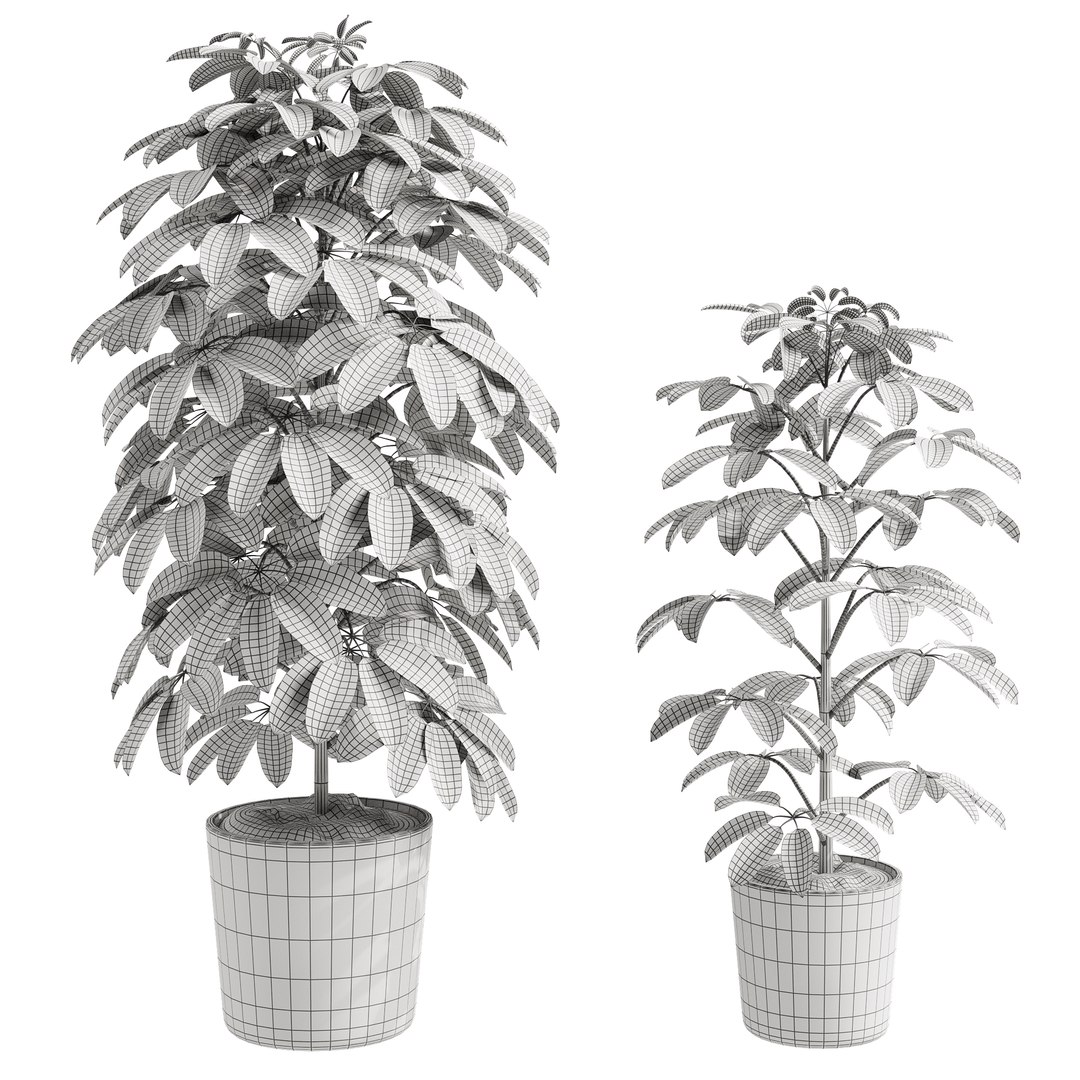 Schefflera Arboricola 3D model - TurboSquid 1981272