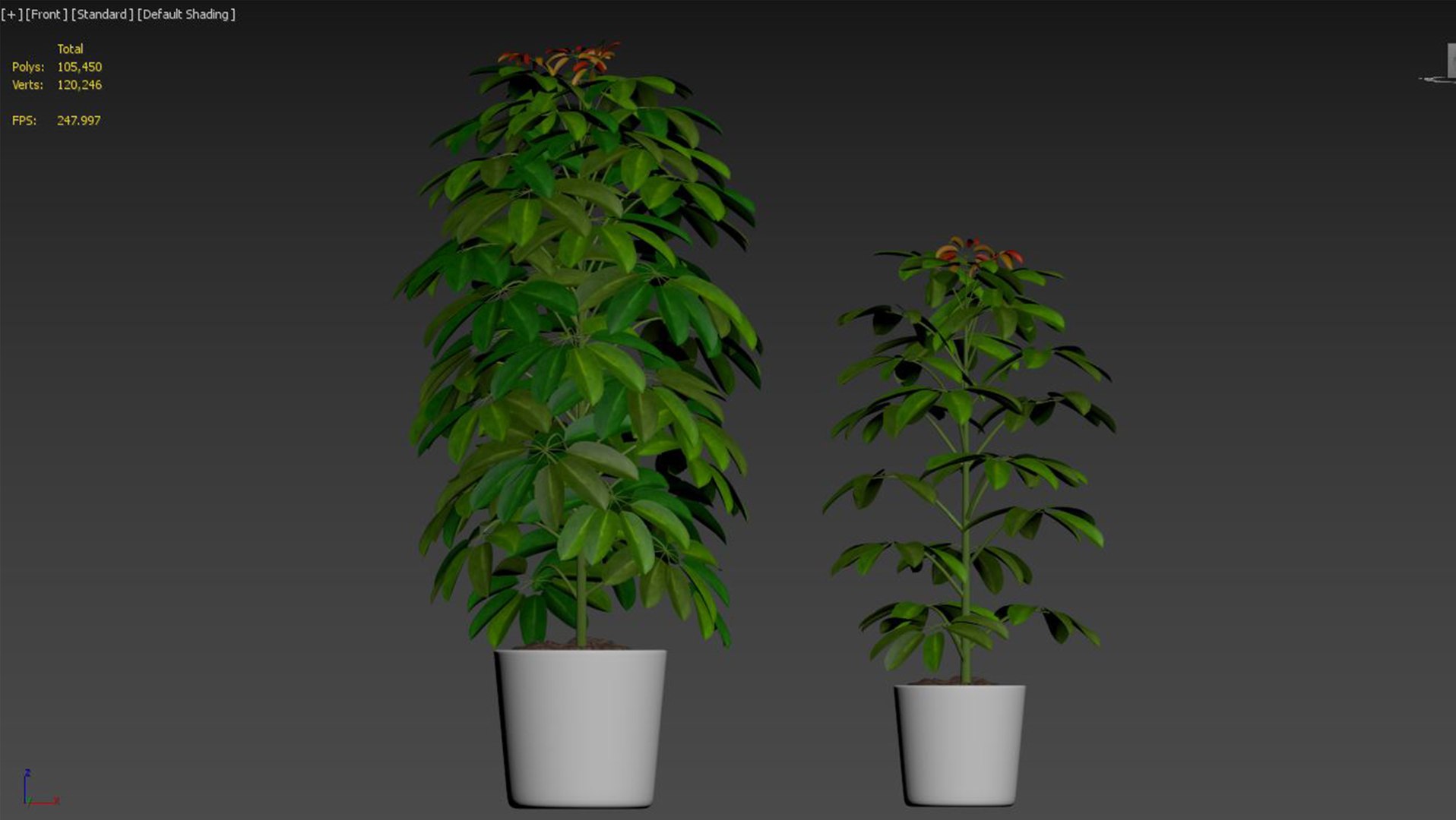 Schefflera Arboricola 3D model - TurboSquid 1981272
