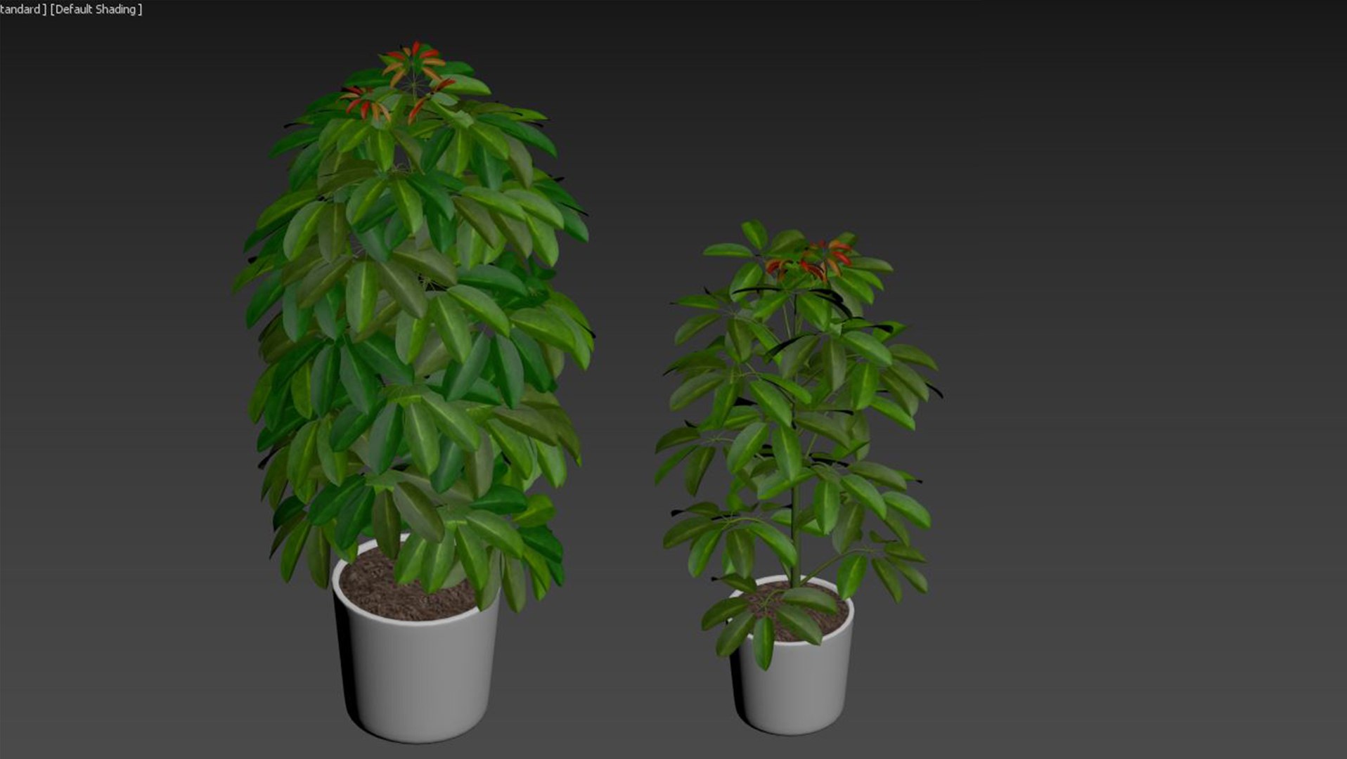 Schefflera Arboricola 3D model - TurboSquid 1981272