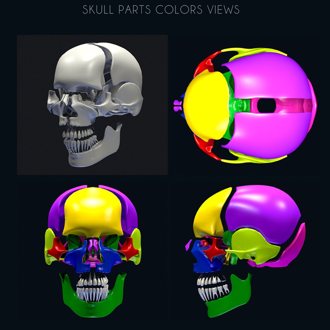 Anatomy Skull Color Parts 3ds