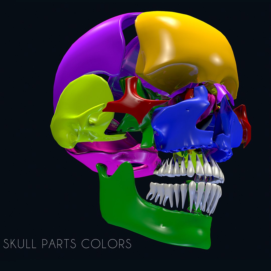 Anatomy Skull Color Parts 3ds