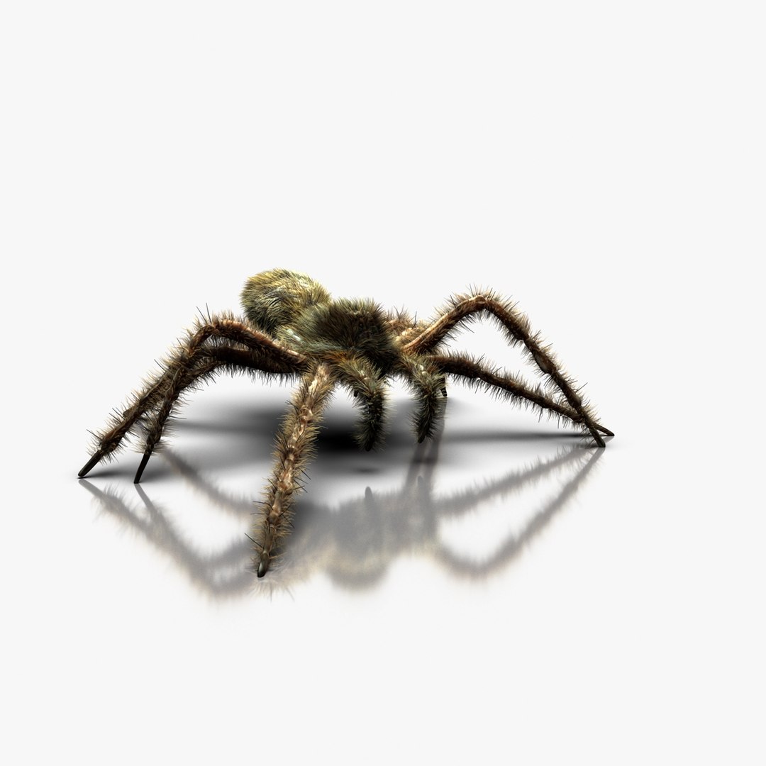 3D model wolf spider - TurboSquid 1269517