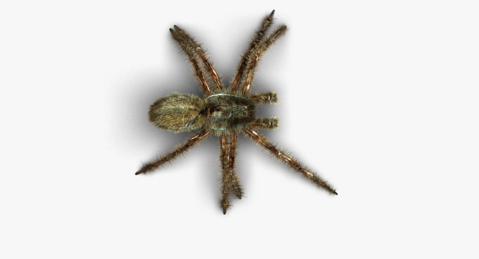 3D model wolf spider - TurboSquid 1269517