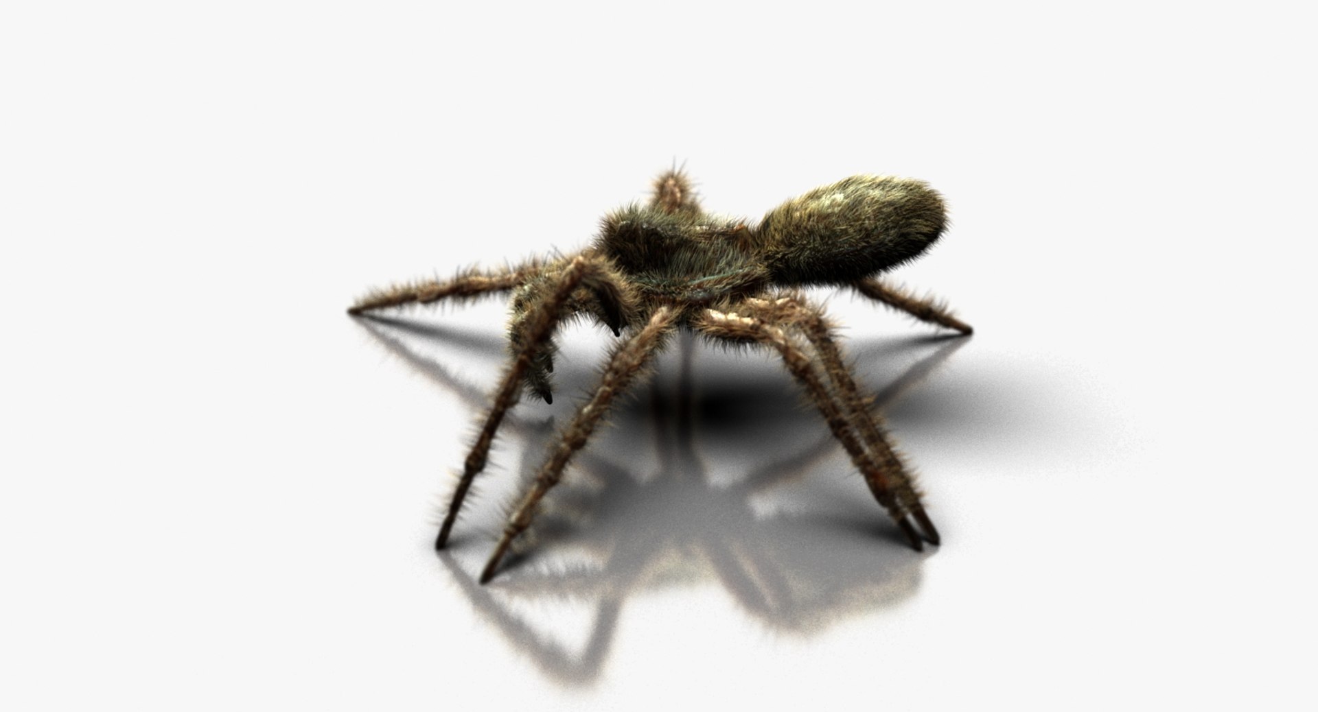 3D model wolf spider - TurboSquid 1269517