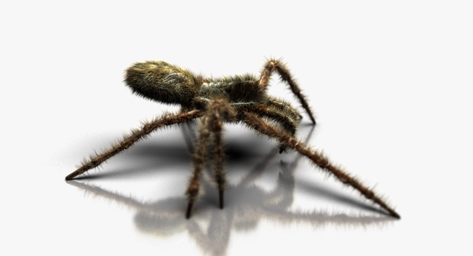 3D model wolf spider - TurboSquid 1269517