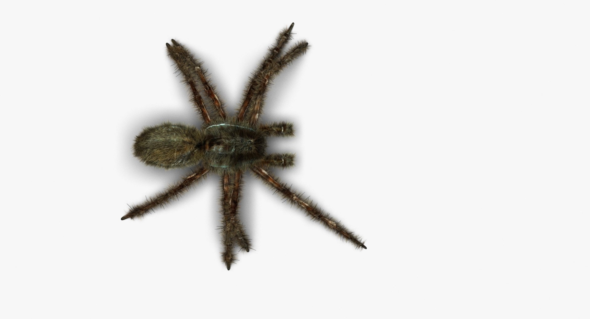 3D model wolf spider - TurboSquid 1269517