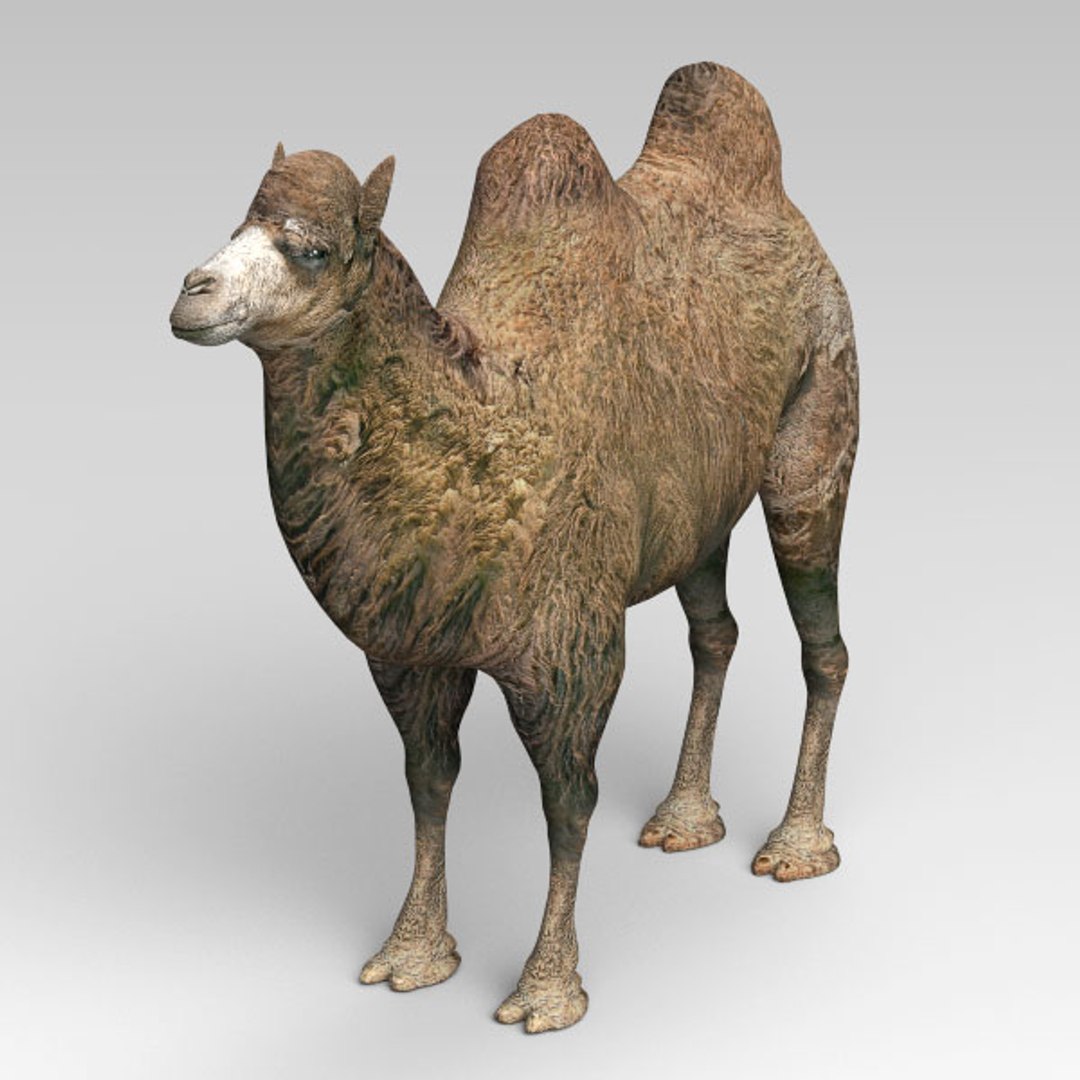 Camel 2 3d Model