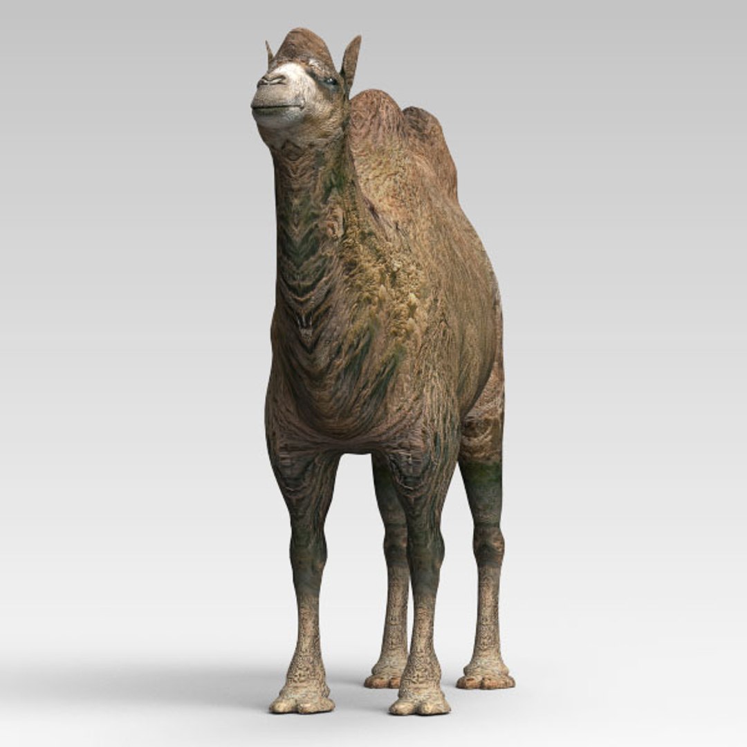 Camel 2 3d Model