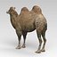 Camel 2 3d Model