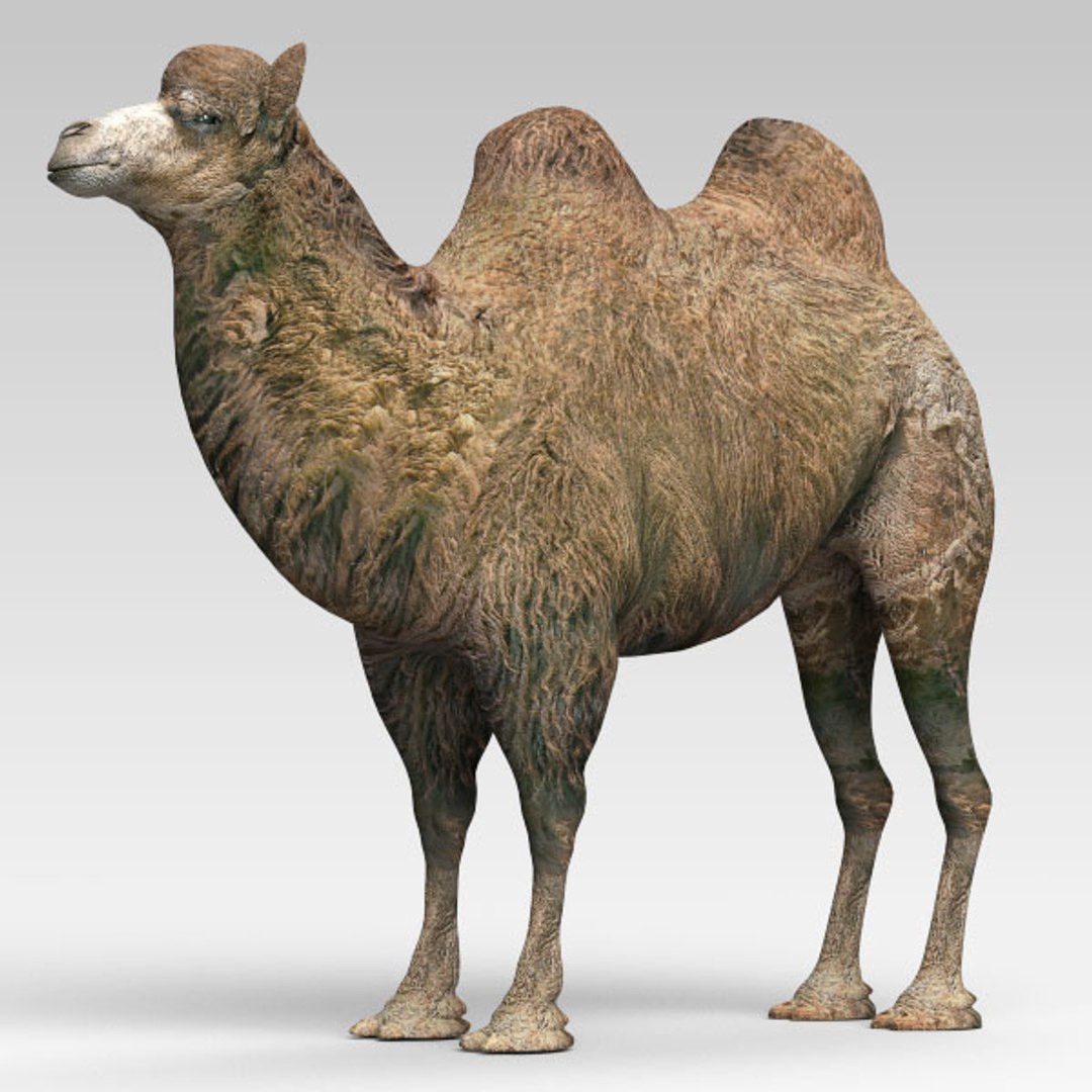 Camel 2 3d Model